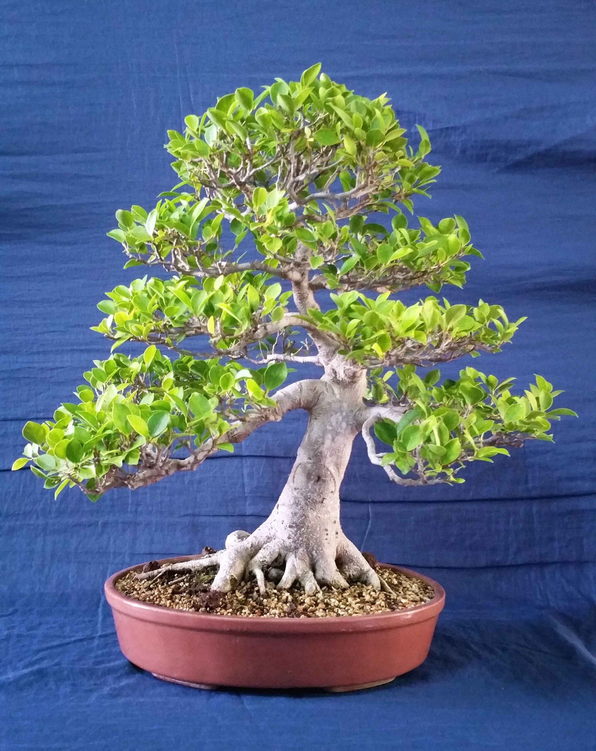 Rolando Arias Molinero – FELAB